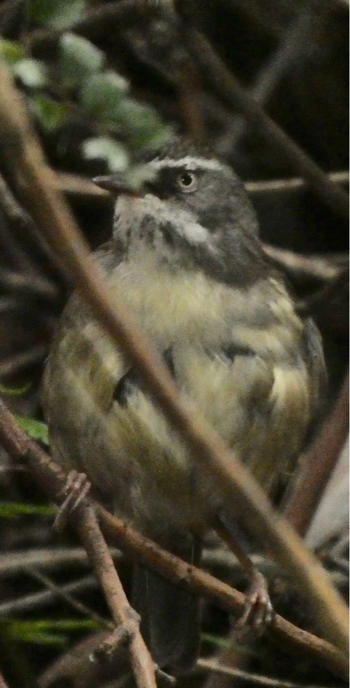 White-browed Scrubwren in October 2018 by QuestaGame. Sighting and ...