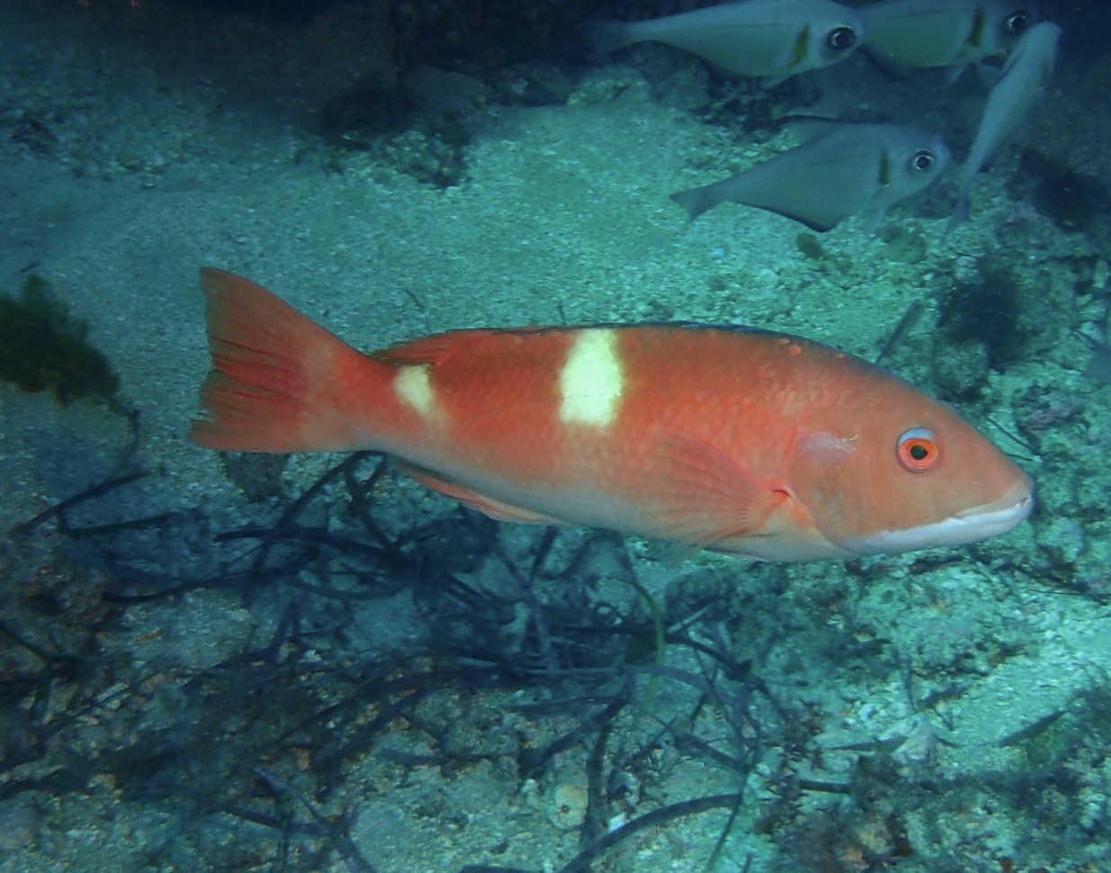Bodianus frenchii (Klunzinger, 1879)