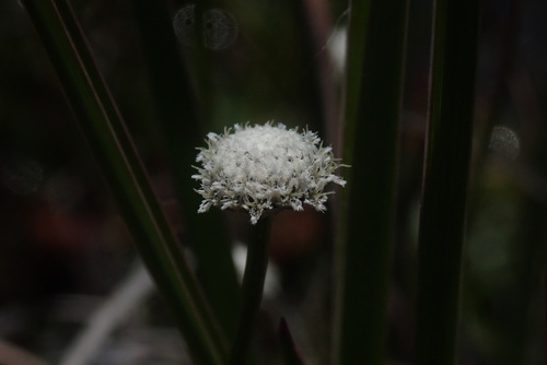 Observations by jimmy_whatmore · iNaturalist