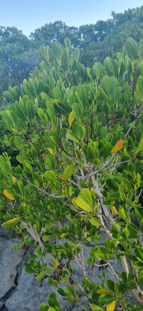 smooth-fruited yellow mangrove from The Percy Group QLD 4707, Australia ...