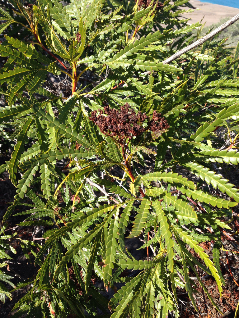 Santa Cruz Island ironwood (Lyonothamnus floribundus aspleniifolius ...