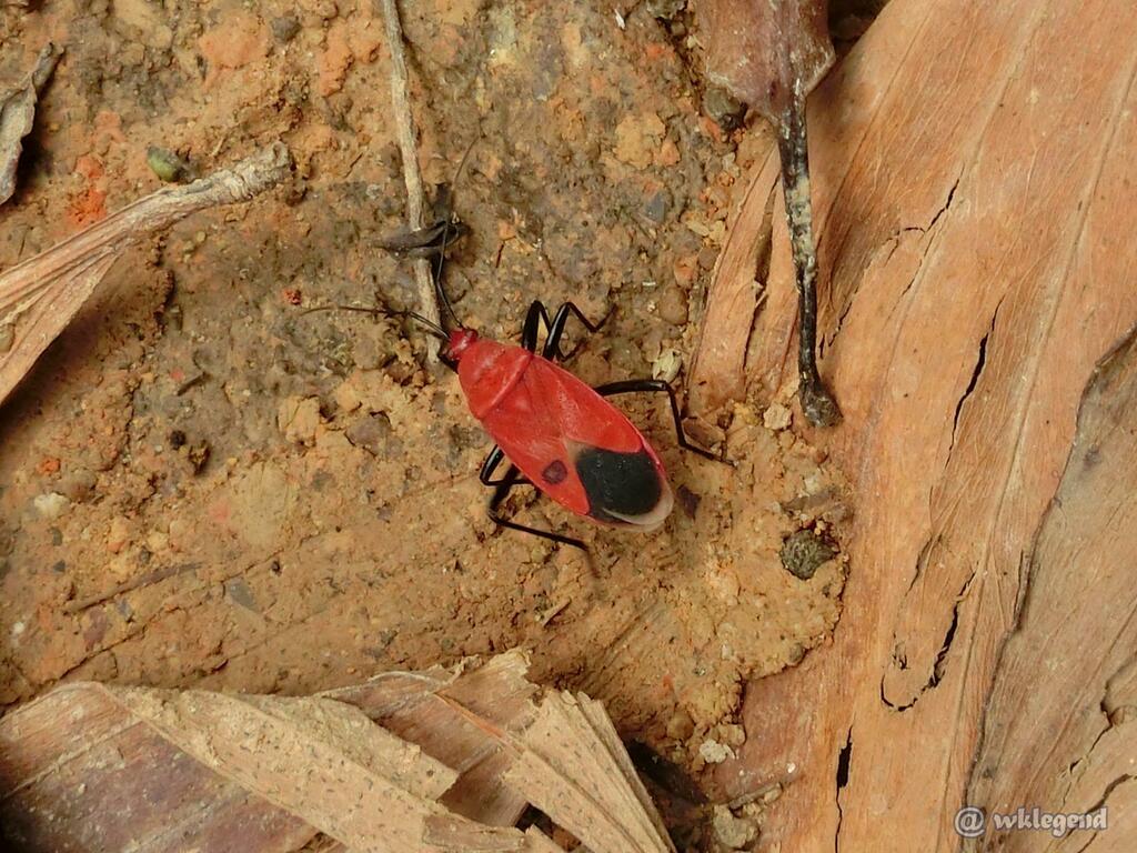 Antilochus nigripes from 香港 on April 13, 2023 at 02:01 PM by wklegend ...