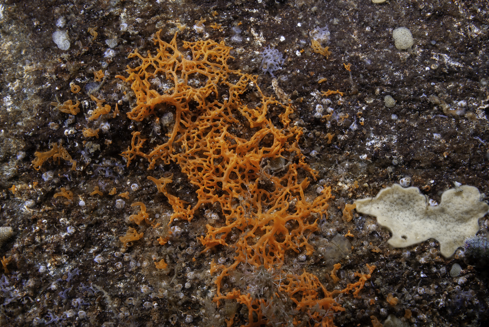 Clathrina rubra Sarà, 1958