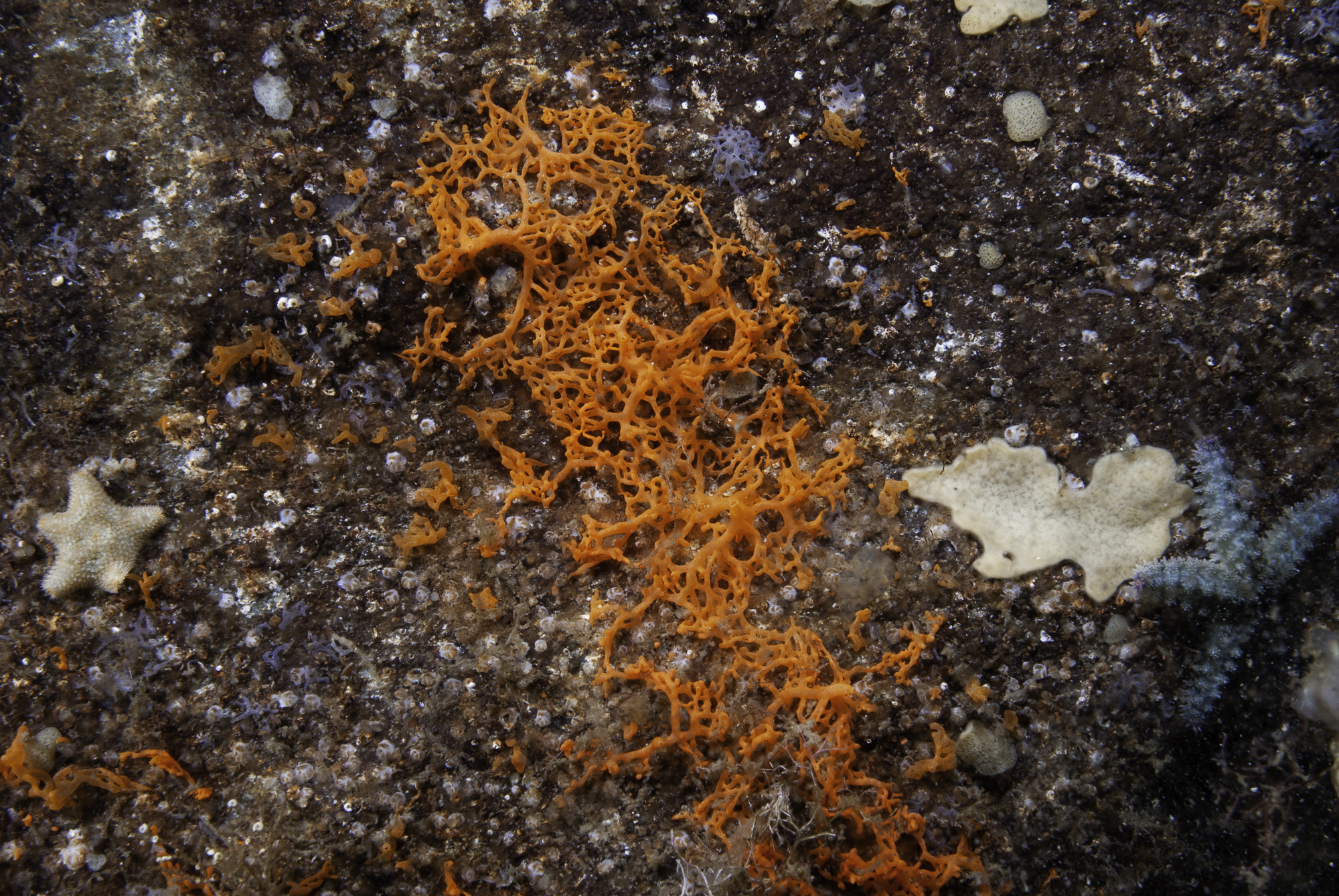 Clathrina rubra Sarà, 1958