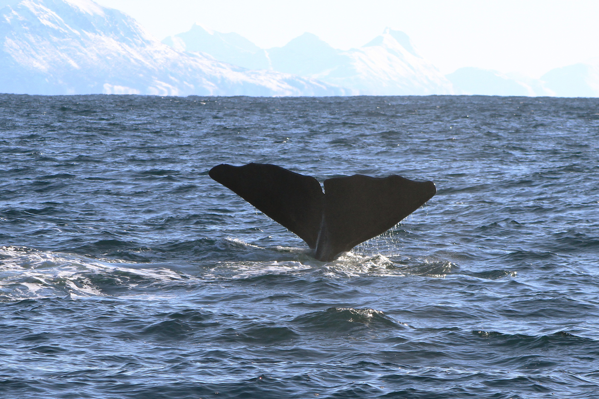 Physeter macrocephalus Linnaeus, 1758