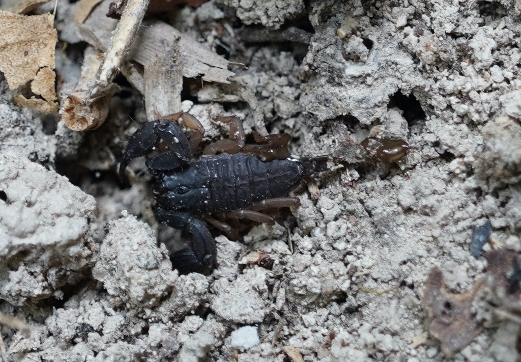 Scorpiops from Veun Sai, Cambodge on April 8, 2023 at 11:25 AM by ...