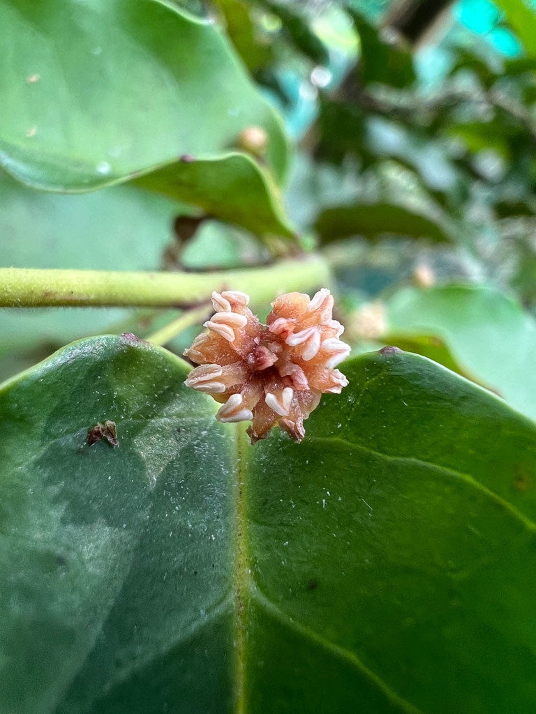Amborellas (Amborellales) - Botanical Realm