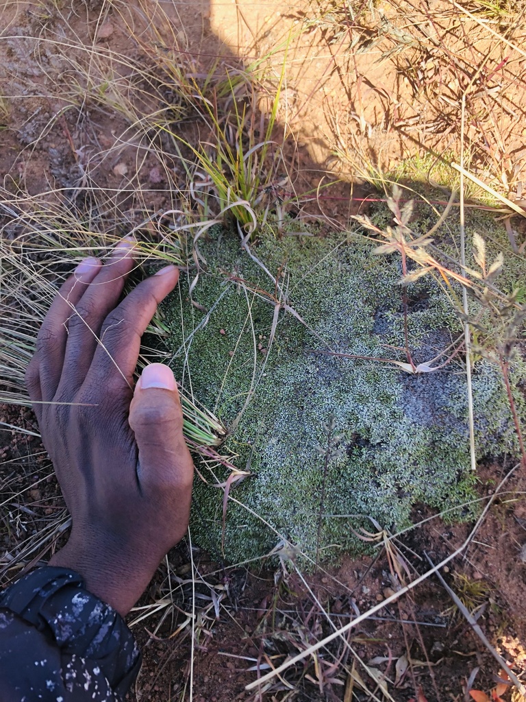 Snowball Everlasting from Verlorenvlei, Belfast, MP, ZA on April 13 ...