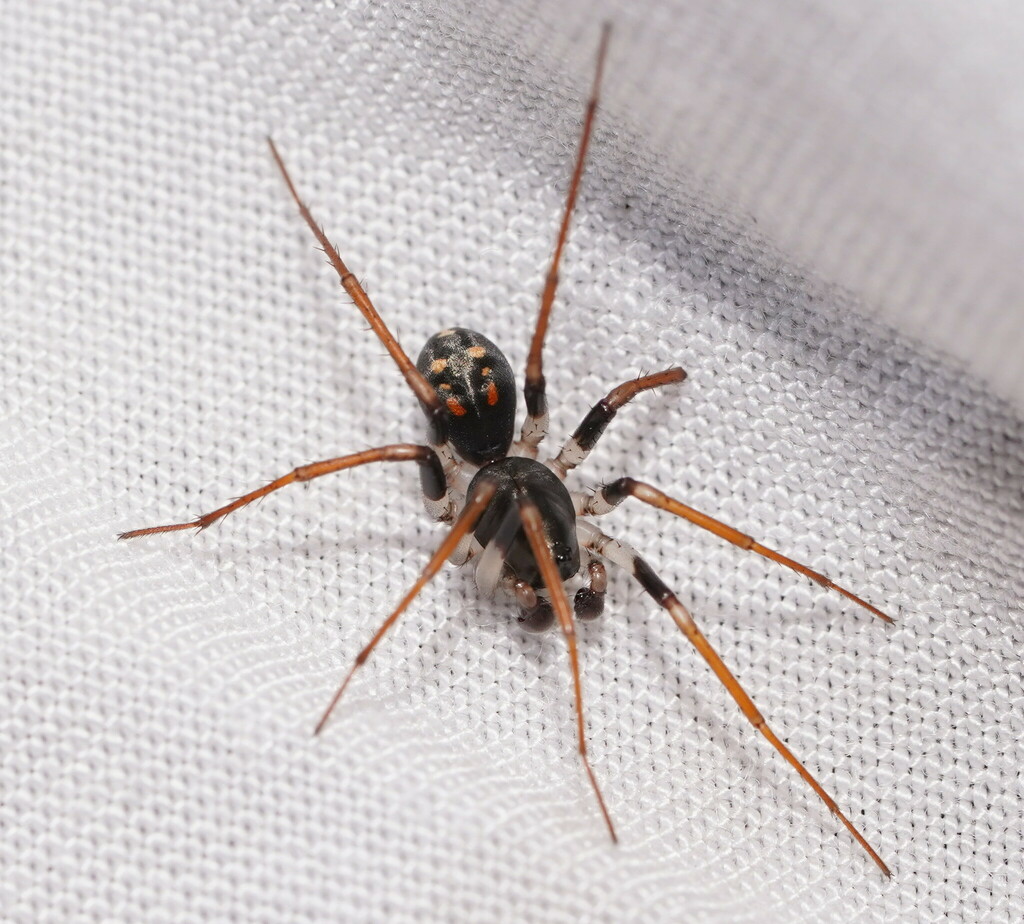 zodariid spiders from Cardross VIC 3496, Australia on April 09, 2023 at ...