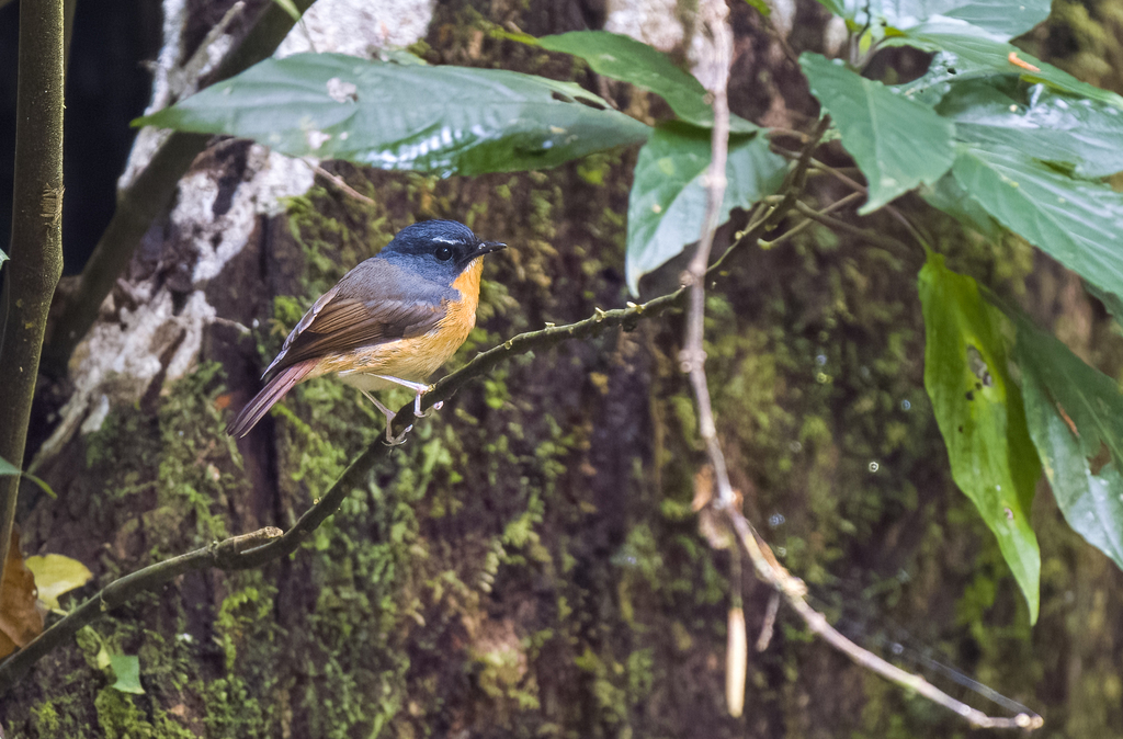 Bundok Flycatcher (Ficedula luzoniensis) - Avian Discovery