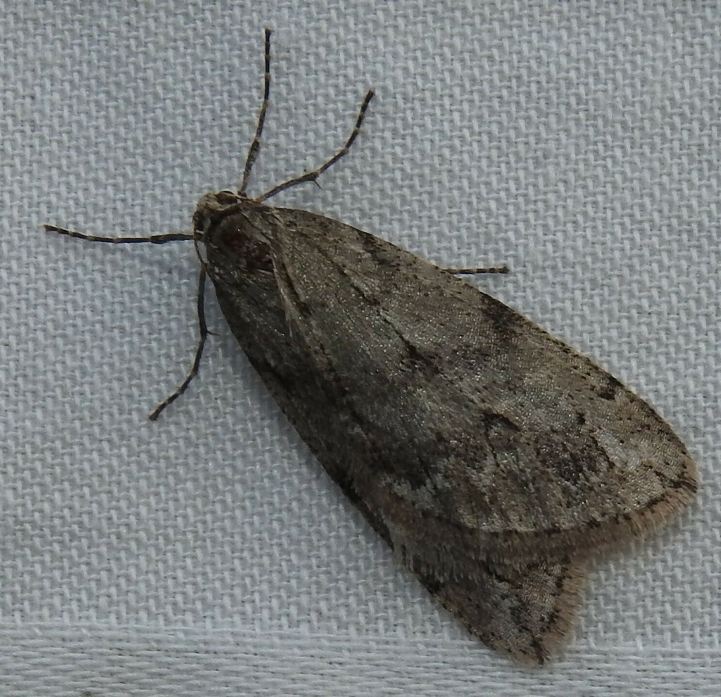 Spring Cankerworm Moth from Peterborough County, ON, Canada on April 13 ...