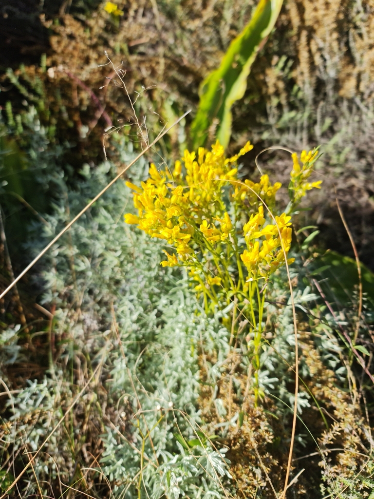 threadleaf groundsel from Merafong City Local Municipality, South ...