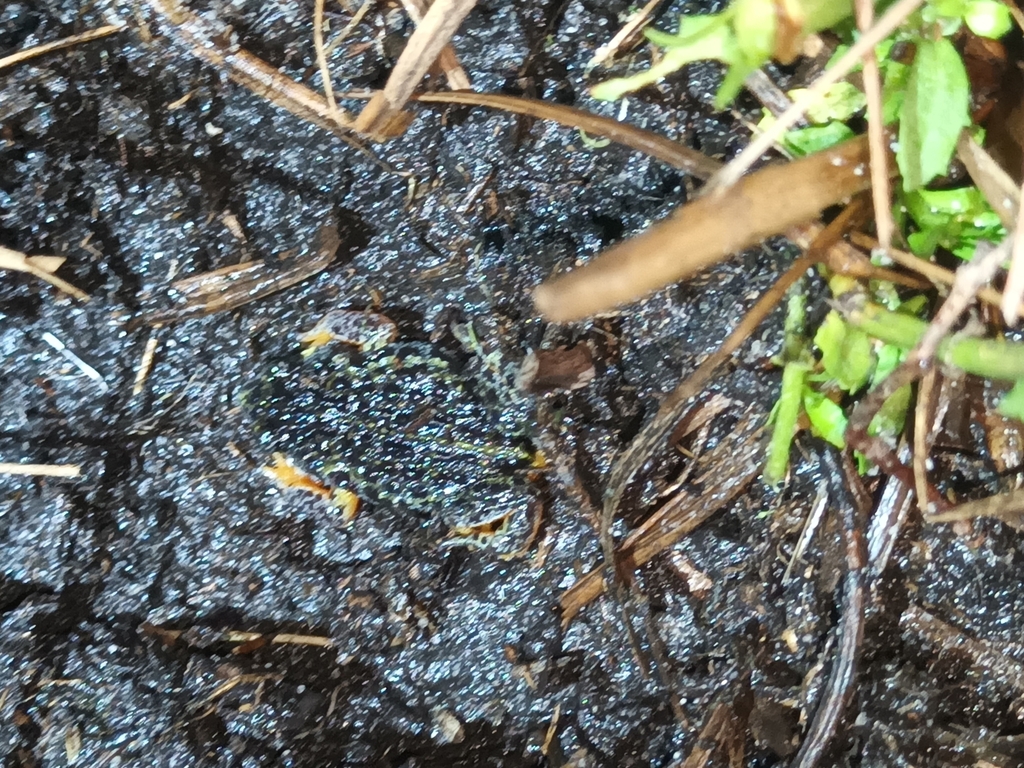 Southern Toadlet from Nyora VIC 3987, Australia on April 13, 2023 at 07 ...