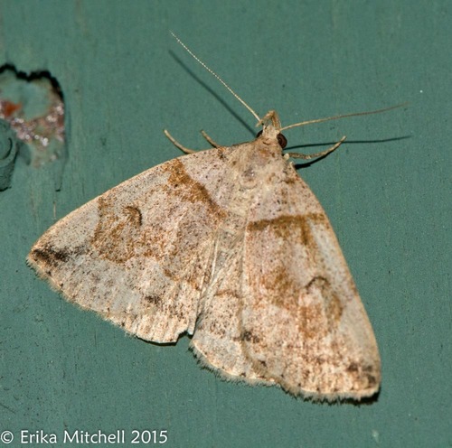 Variable Fan-foot (Moths and Butterflies of Massachusetts ) · iNaturalist