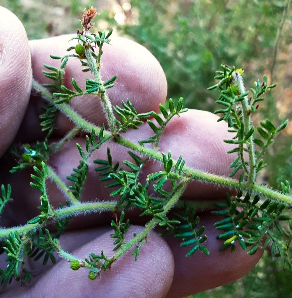 Prickly Moses from Mullaloo WA, Australia on March 20, 2023 at 11:02 AM ...