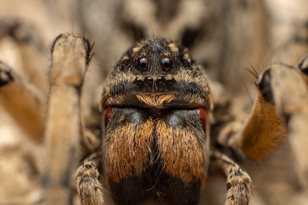 Burrowing Wolf Spiders from Çankaya ormanı on April 08, 2023 at 05:36 ...