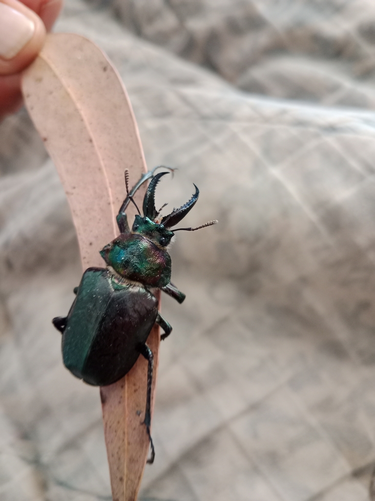 Sphaenognathus armatus from Santa Rosa de Viterbo, Boyacá, Colombia on ...