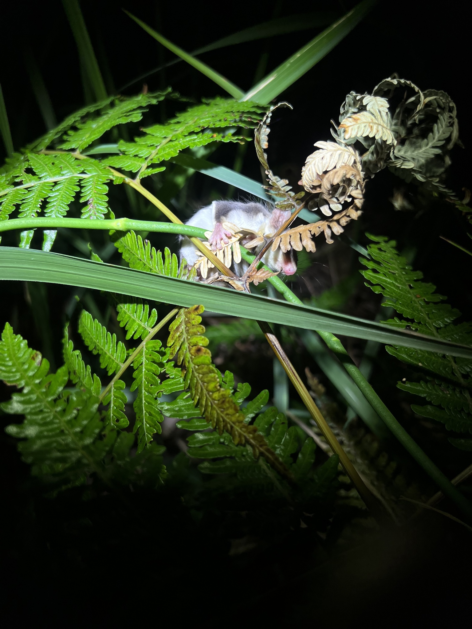 Acrobates pygmaeus (Shaw, 1793)