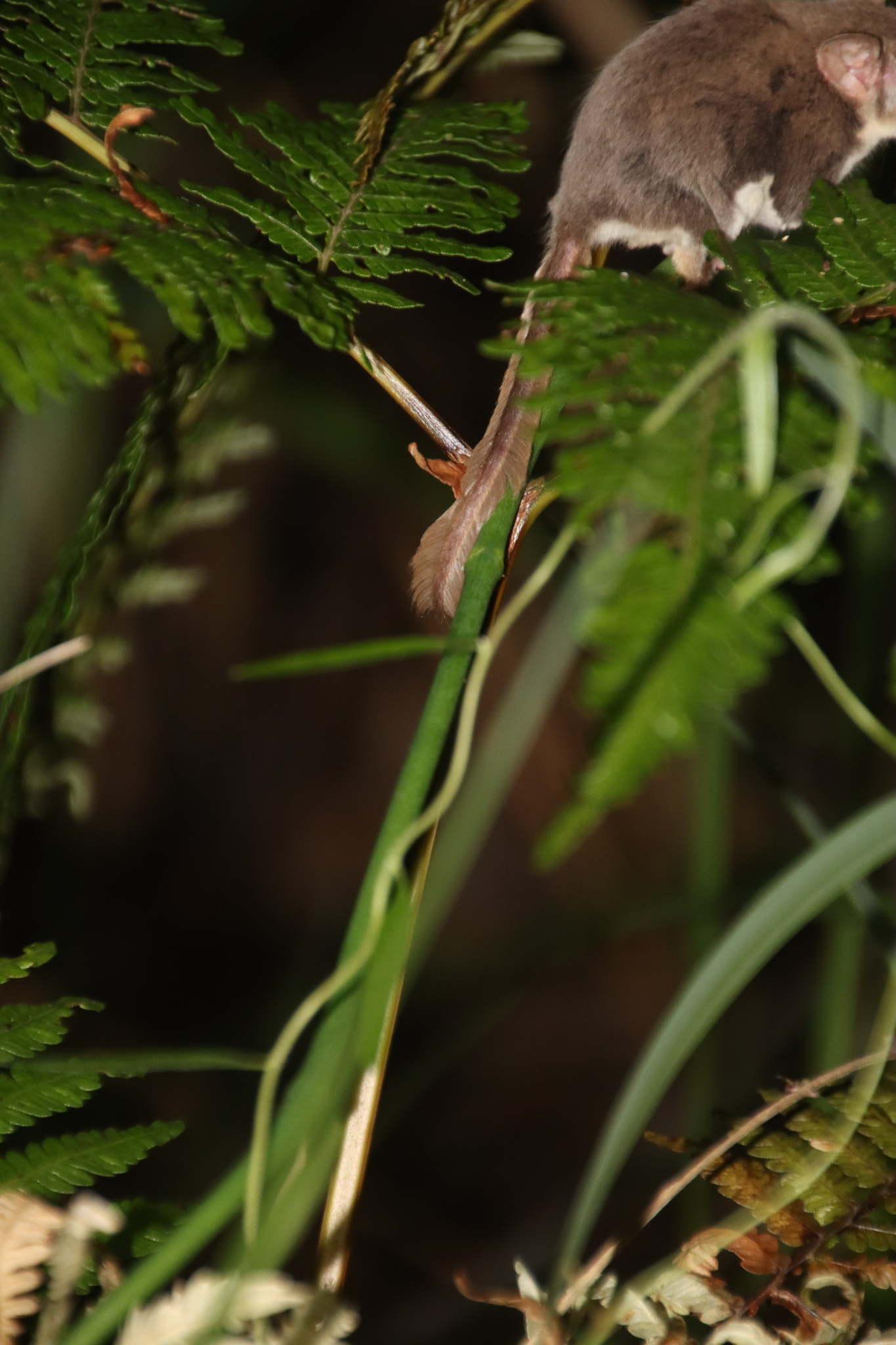 Acrobates pygmaeus (Shaw, 1793)