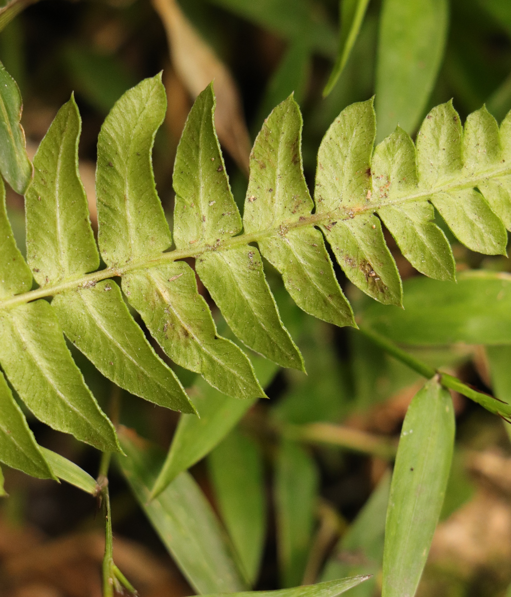 Blechnum australe L.