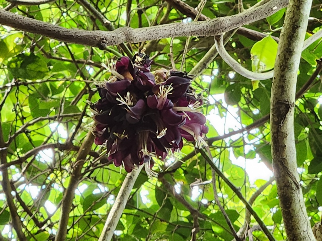 Mucuna membranacea in April 2023 by 胡正恆(Jackson Hu) · iNaturalist