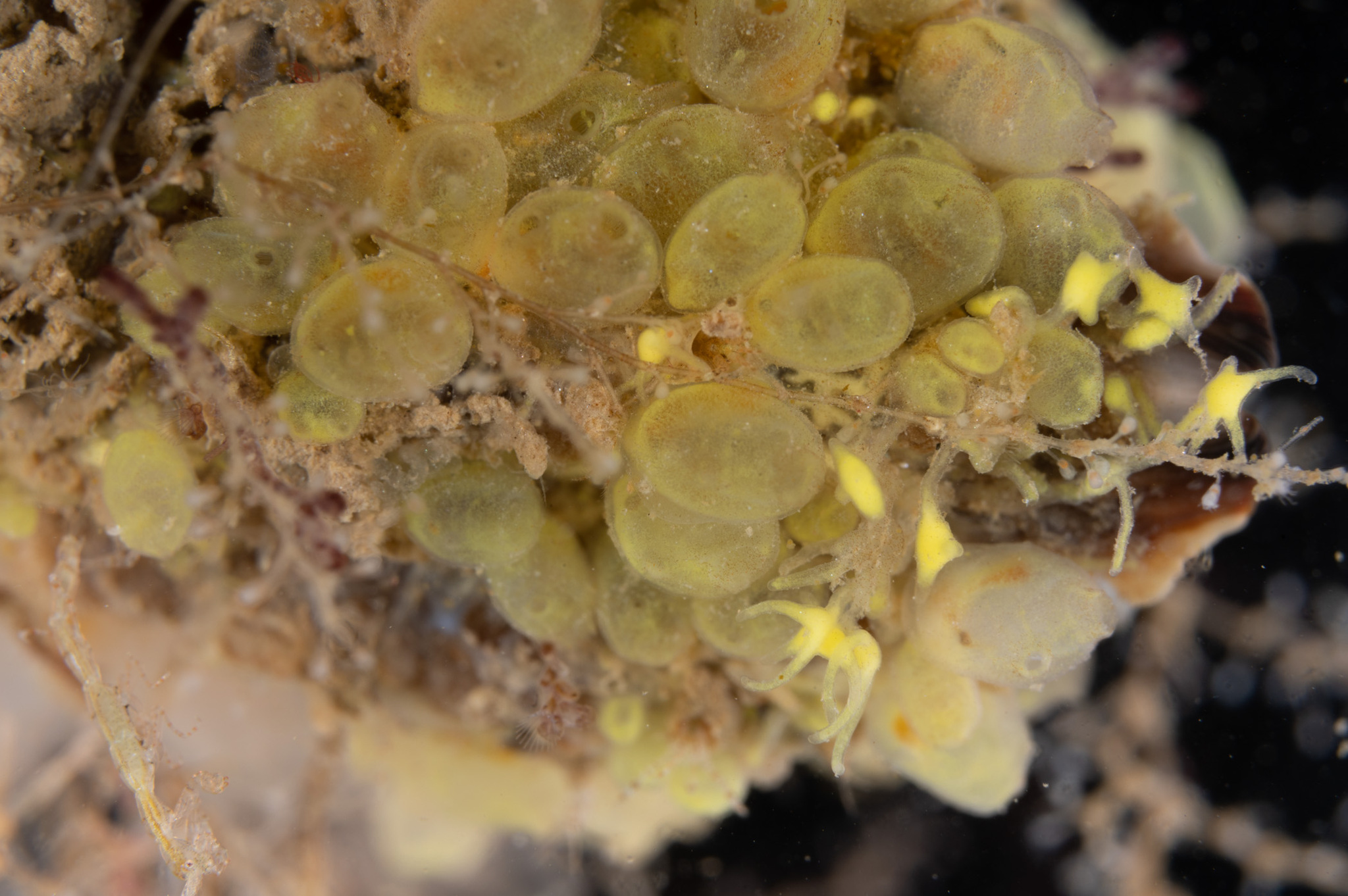 Perophora japonica Oka, 1927