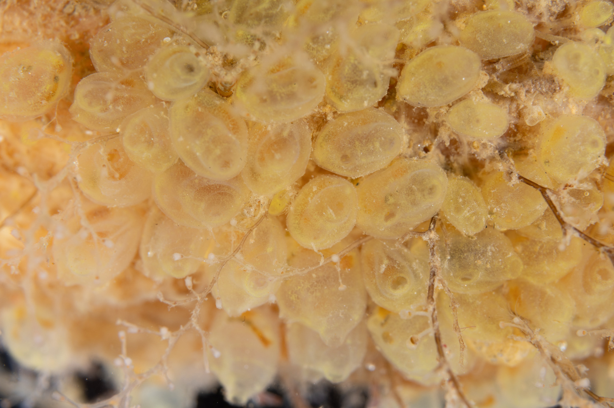 Perophora japonica Oka, 1927