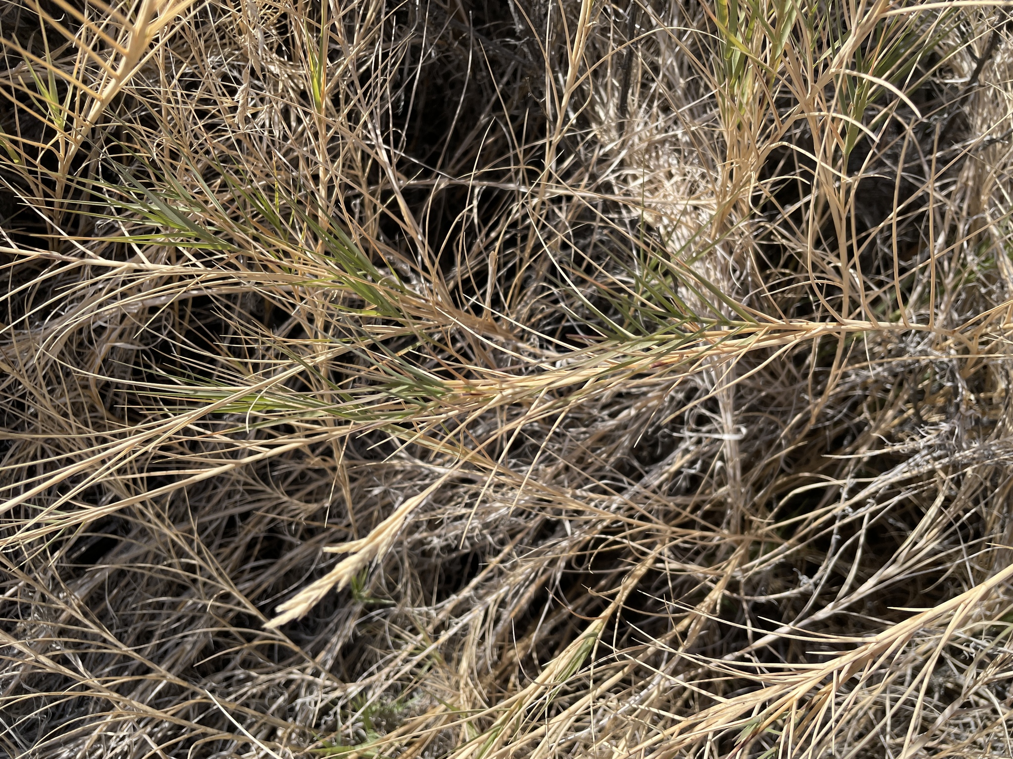 Distichlis spicata (L.) Greene