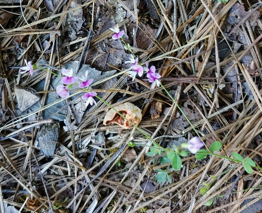creeping lespedeza from Dekalb County, GA, USA on September 24, 2022 at ...