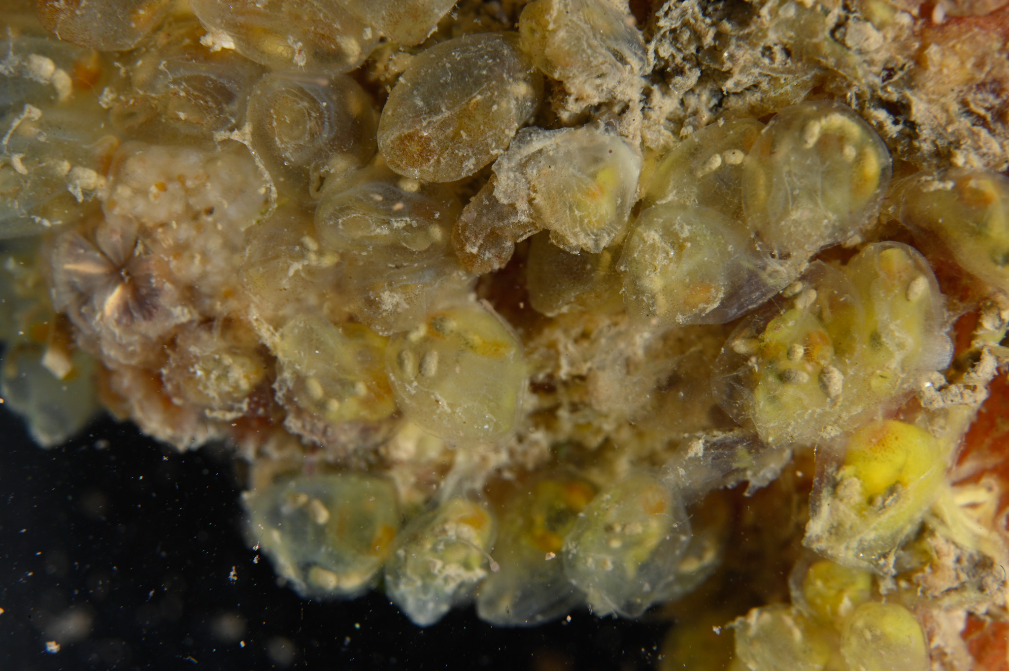 Perophora japonica Oka, 1927