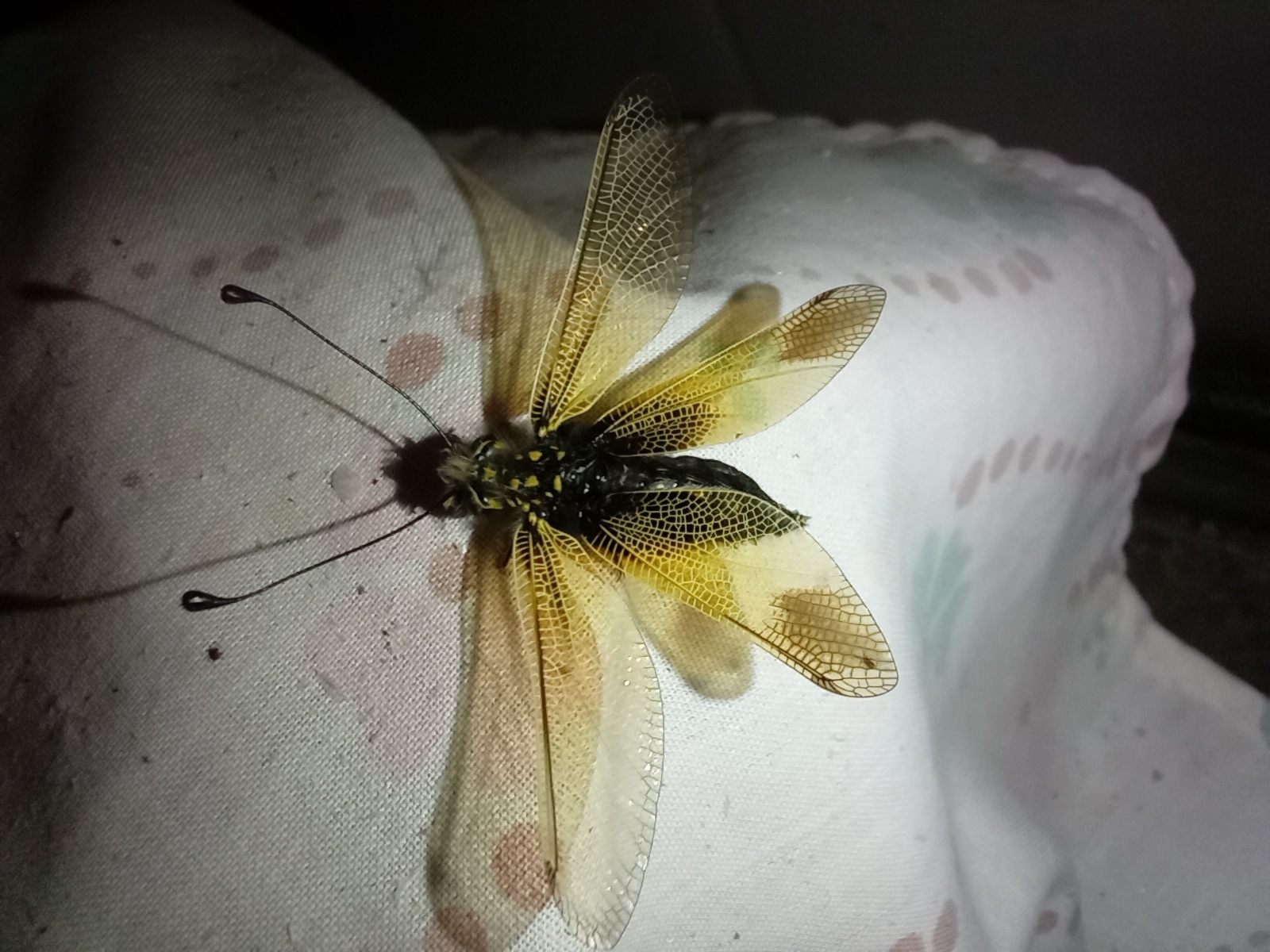 Libelloides ictericus (Charpentier, 1825)