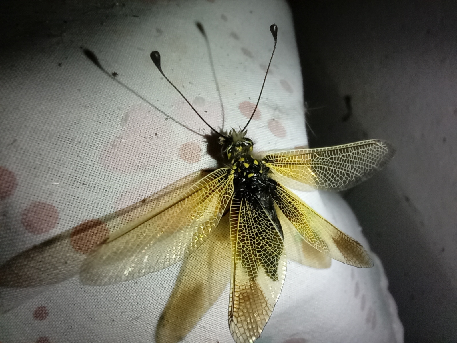 Libelloides ictericus (Charpentier, 1825)
