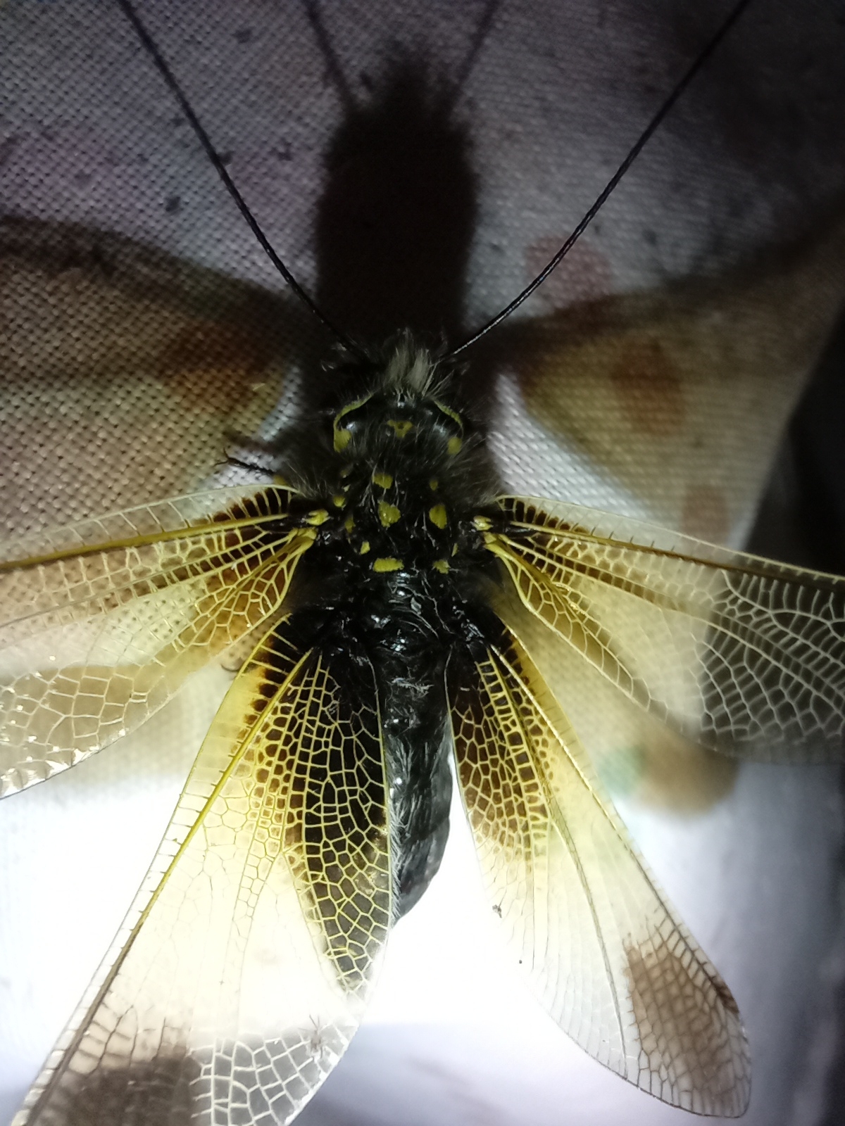 Libelloides ictericus (Charpentier, 1825)