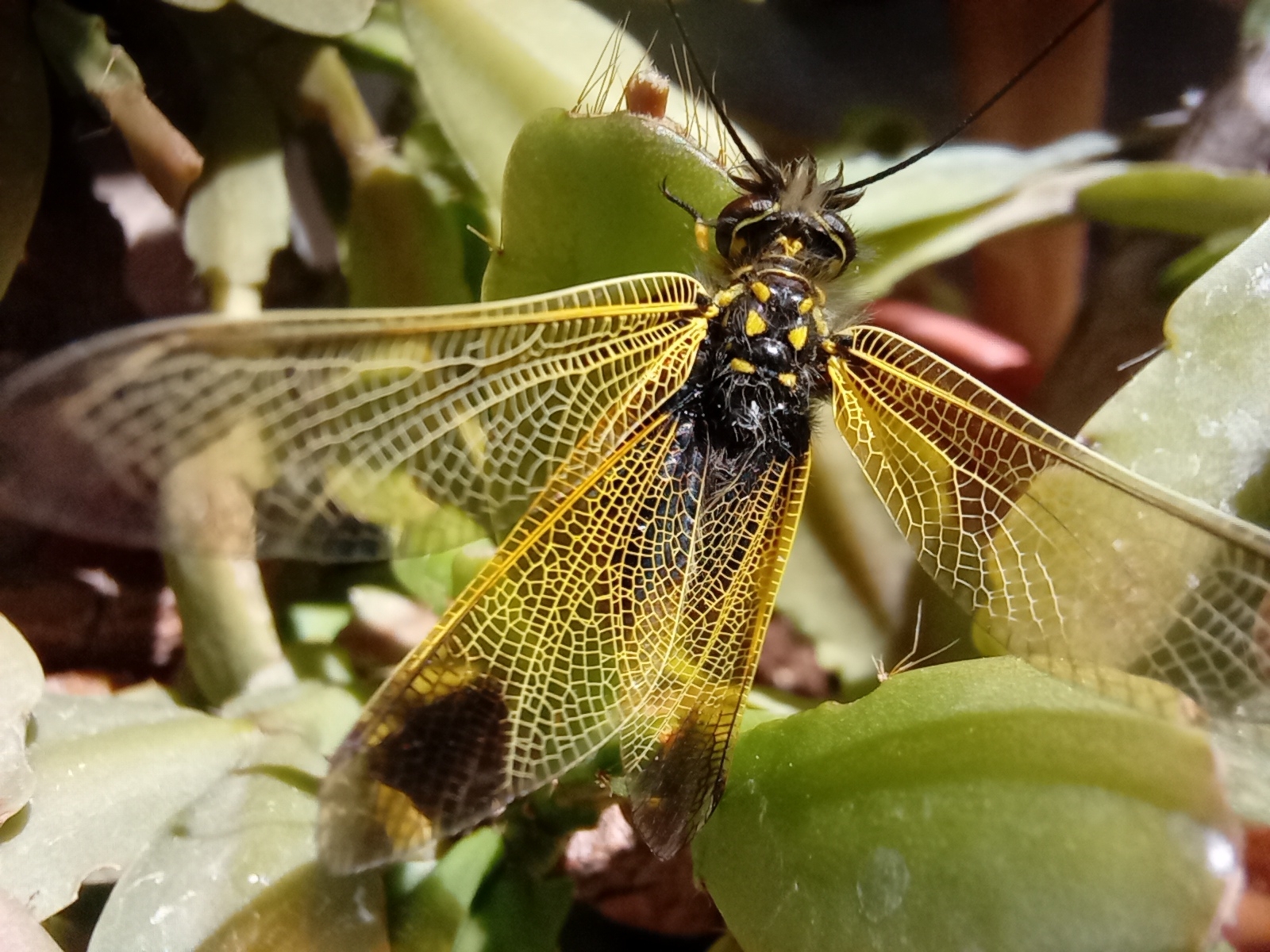 Libelloides ictericus (Charpentier, 1825)