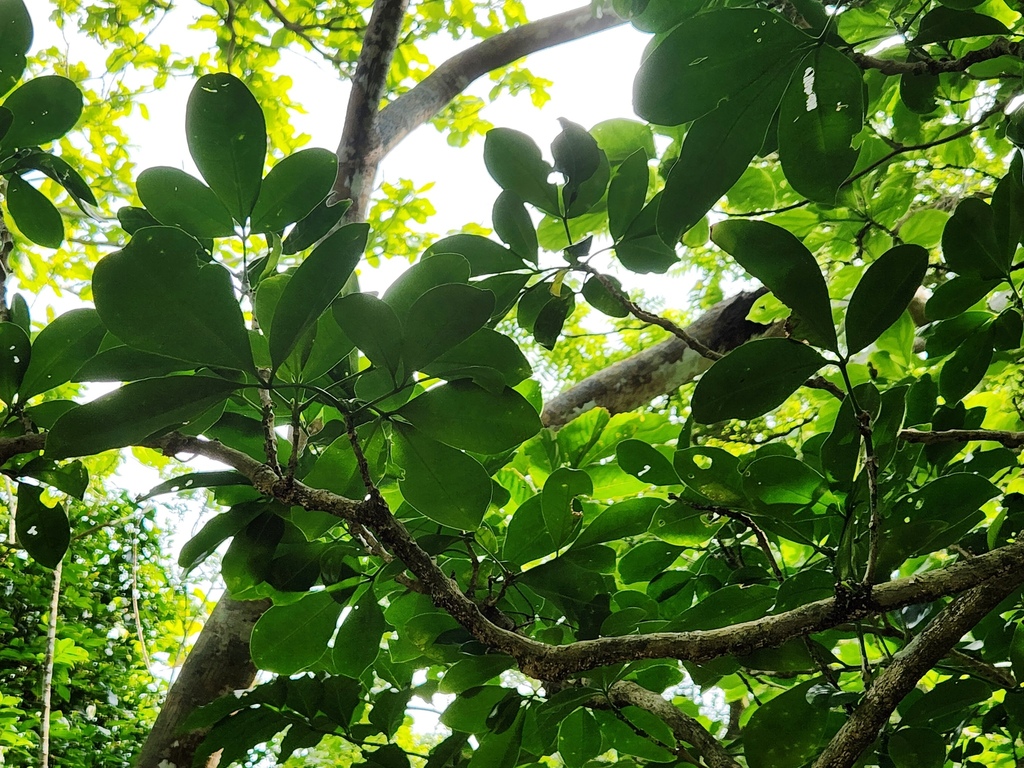 Aglaia rimosa in April 2023 by 胡正恆(Jackson Hu) · iNaturalist