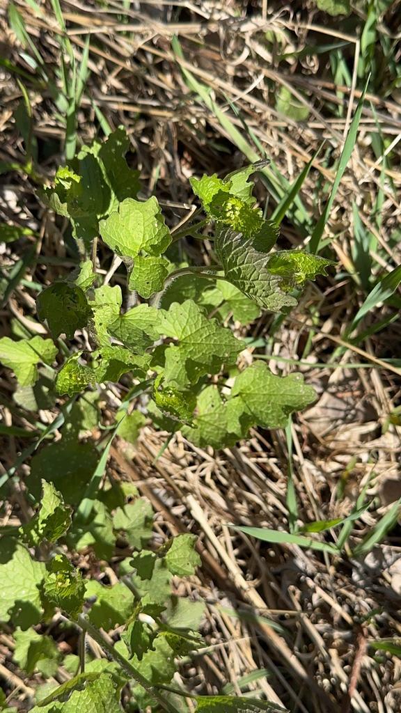 garlic mustard from Kokomo on April 13, 2023 at 10:29 AM by Jessica ...