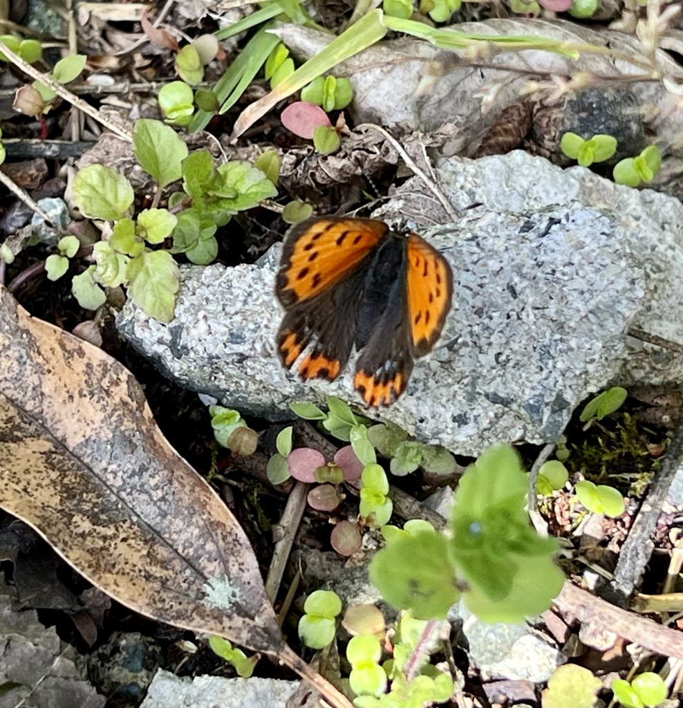 Japanese copper from Kamo, Daisen, Saihaku-Gun, Tottori, JP on April 13 ...