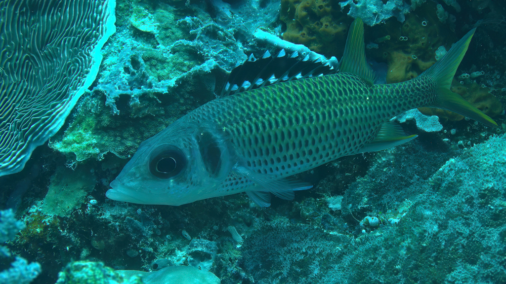 Neoniphon opercularis (Valenciennes, 1831)