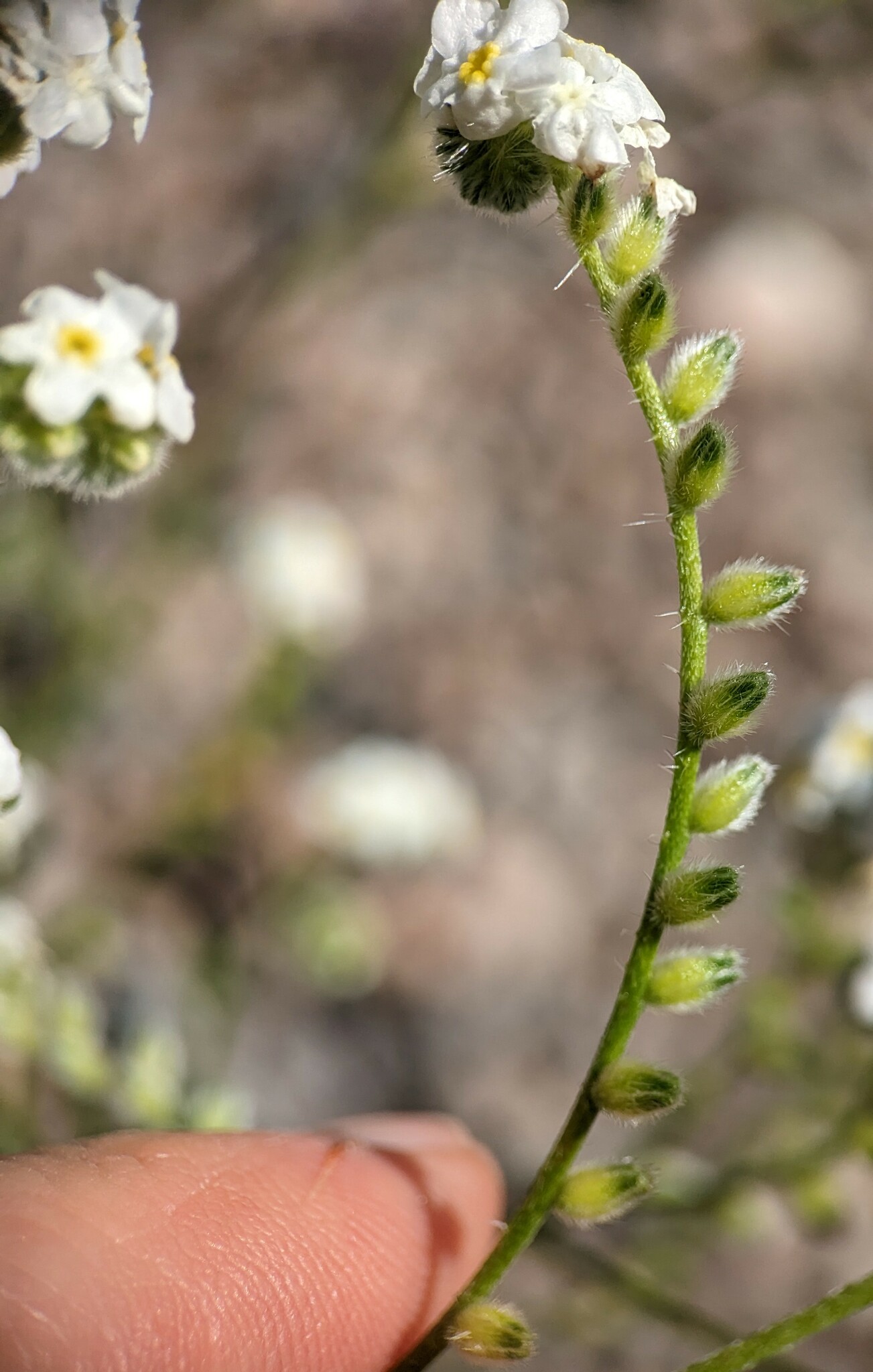 Cryptantha utahensis (A.Gray) Greene
