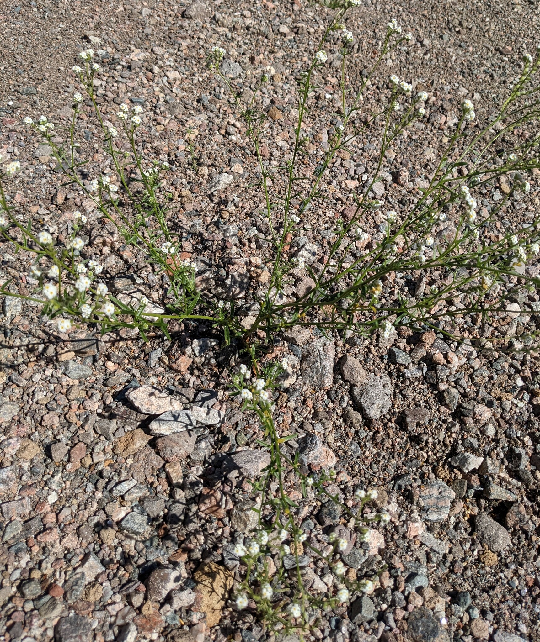 Cryptantha utahensis (A.Gray) Greene