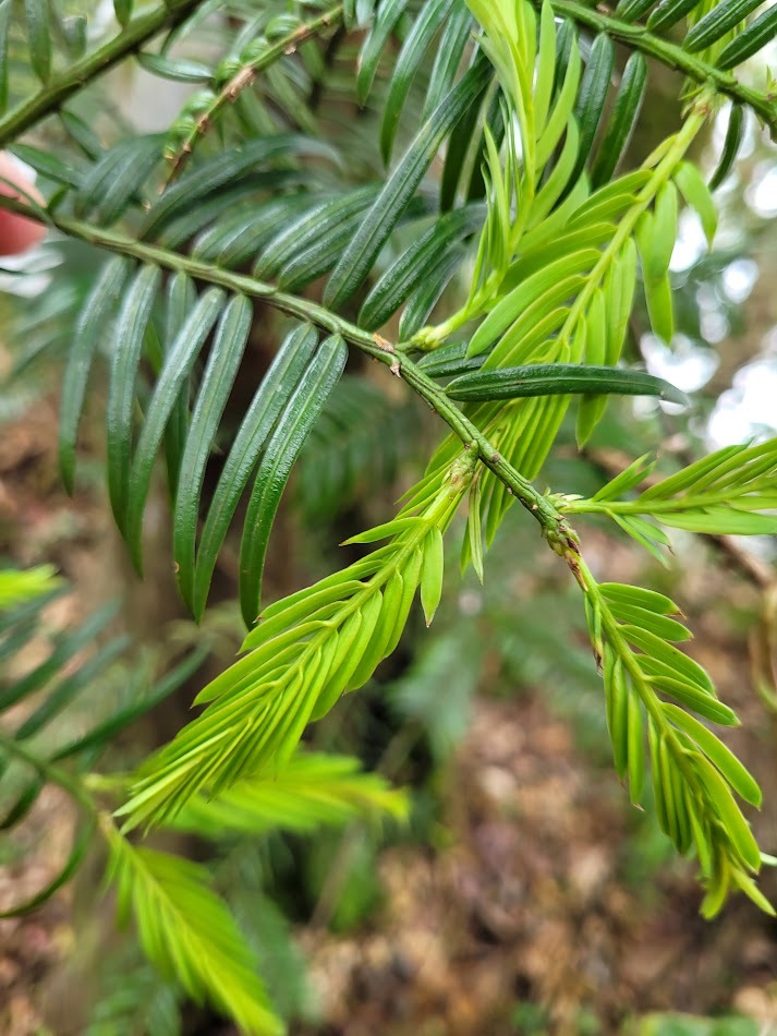 Cephalotaxus harringtonii (Knight ex J.Forbes) K.Koch