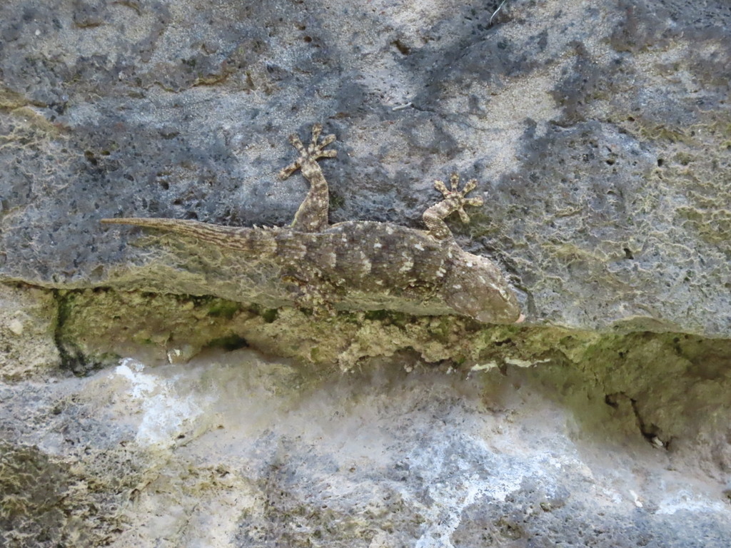 Moorish Gecko from 80056 Ercolano, Nápoles, Itália on April 11, 2023 at ...
