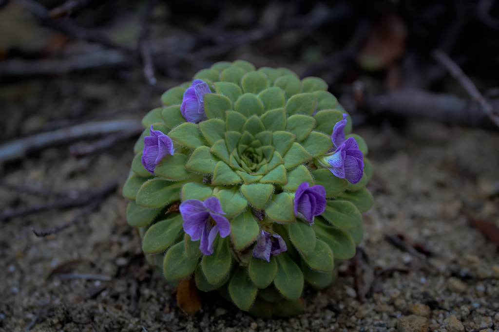 Andean violets from San Fabián, Región del Bío Bío, Chile on September ...