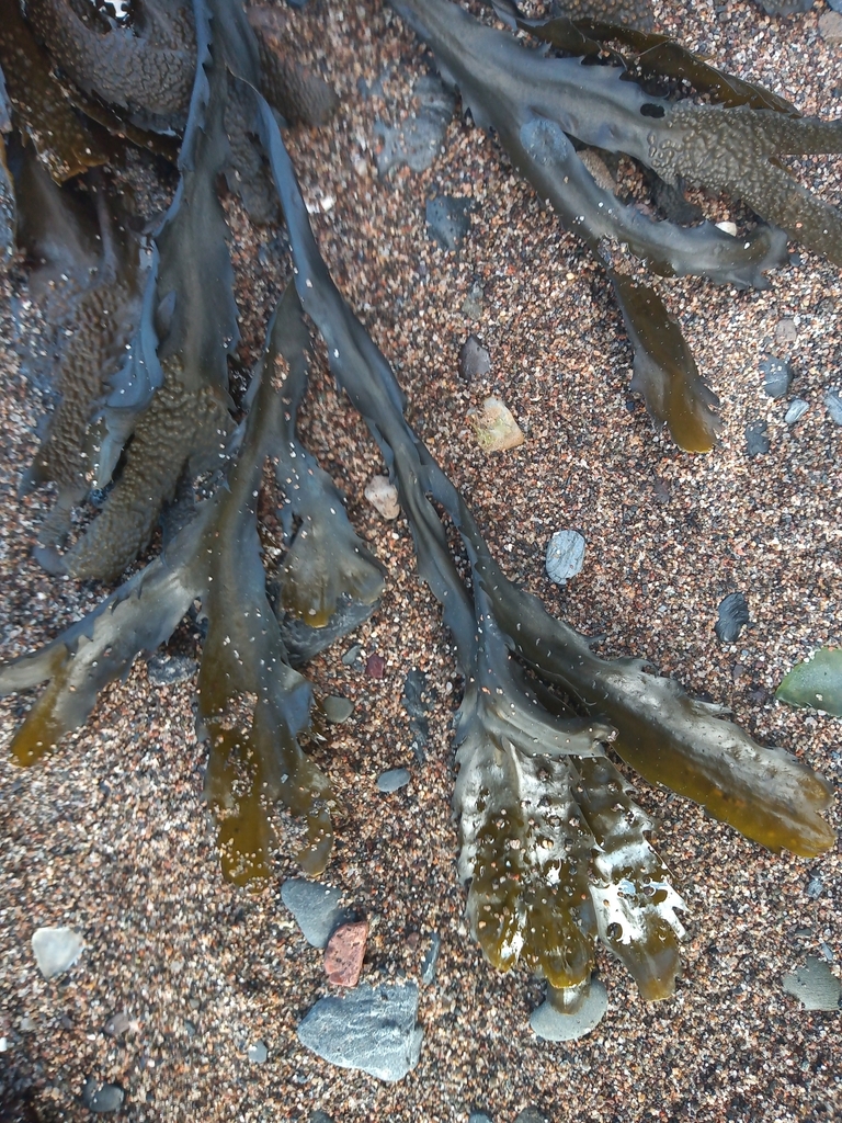 Saw Wrack from Oban PA34 5PW, UK on April 13, 2023 at 04:05 PM by Iona ...