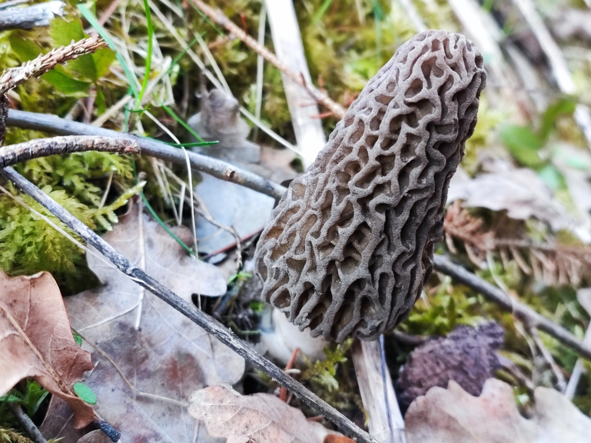Morchella deliciosa Fr.