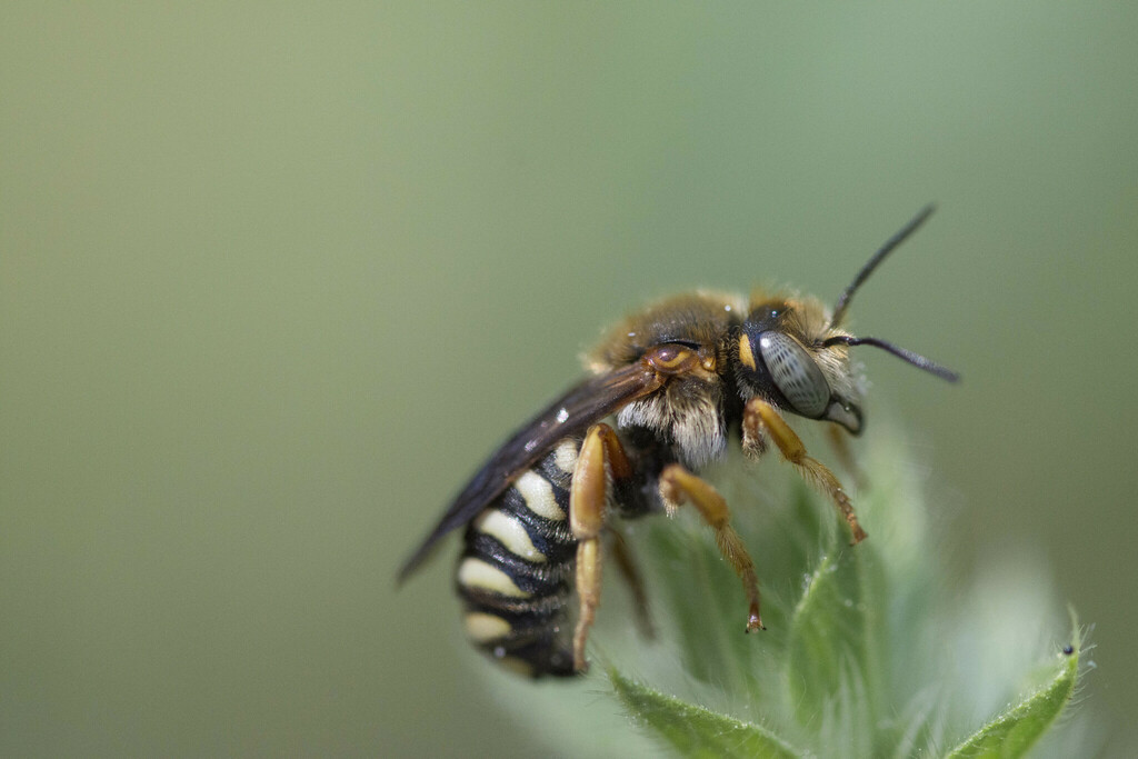 Seven-toothed Red-Resin bee from Barcelona, Espanya on 13 April, 2023 ...