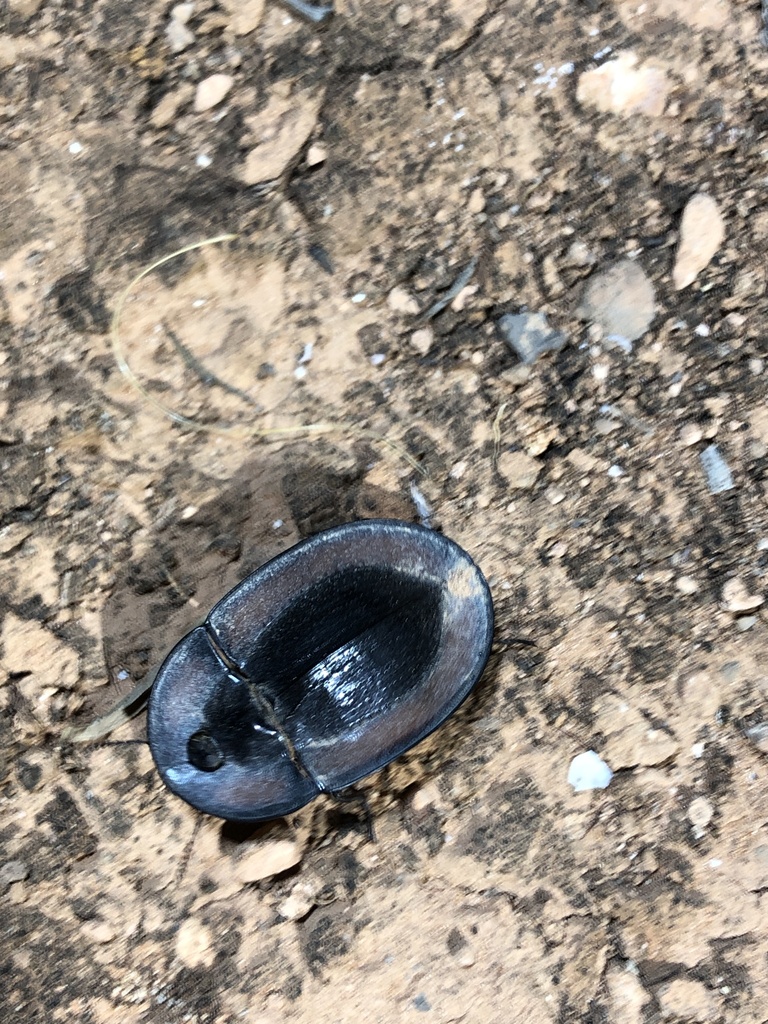 Pie-dish Beetles from Madura Roadhouse, WA, AU on April 13, 2023 at 09: ...