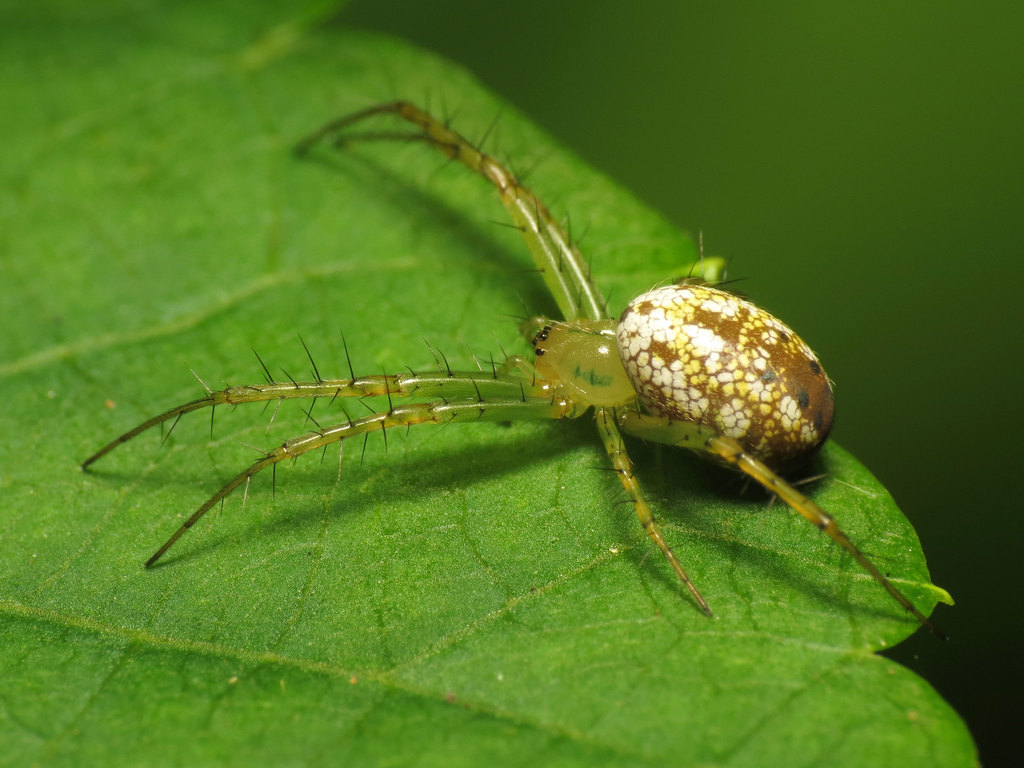 Mangora (Putnam County Site Observations - non-Insect Arthropods ...