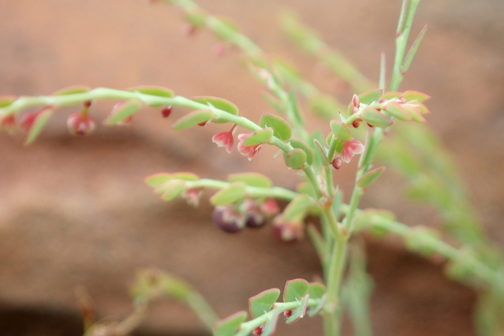 Phyllanthus parvulus from Sebokeng, 1982, South Africa on January 20 ...