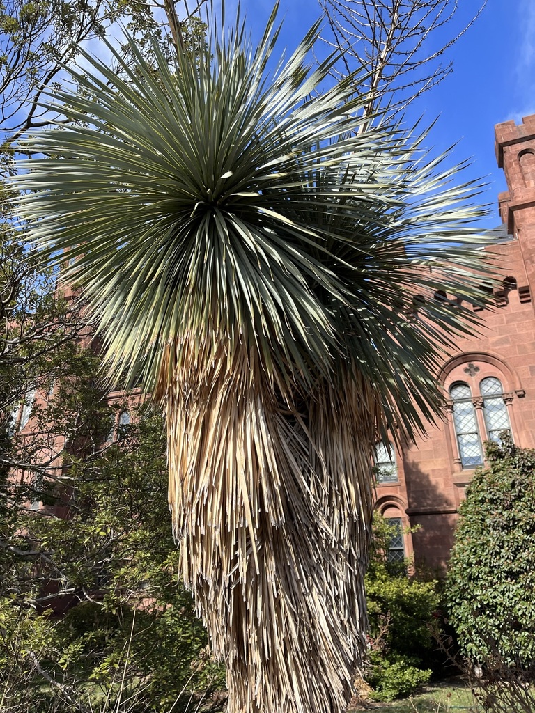 Beaked Yucca from Southwest Washington, Washington, DC, USA on February ...